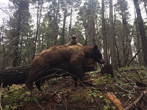 black timber bear – Last Minute Hunting & Fishing : Last Minute Hunting ...