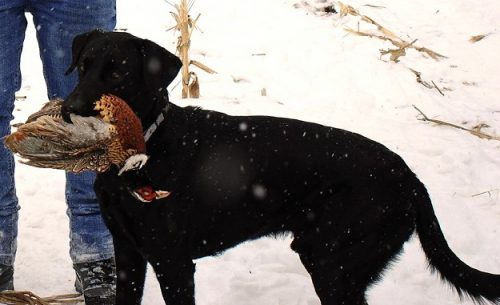 Bird's Eye View Game Farm and Hunting Preserve – Last Minute Hunting ...