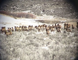 Hustler hunting elk heard – Last Minute Hunting & Fishing : Last Minute ...